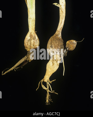 Basalen Fäulnis (Fusarium Oxysporum) erkrankten Birne und junge Blätter ...