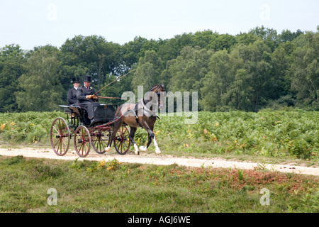 4 Allrad private Kutsche gezogen von 2 Pferden zwei auf New Forest ...