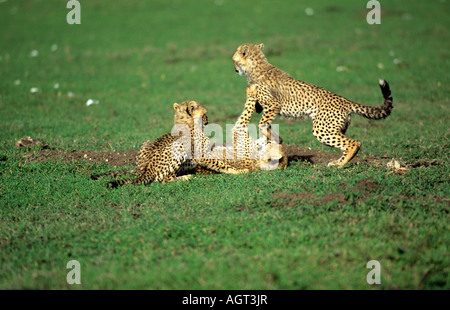 junge Welpen spielen Gepard Geparden Afrika Savanne Tier Wildkatzen ...