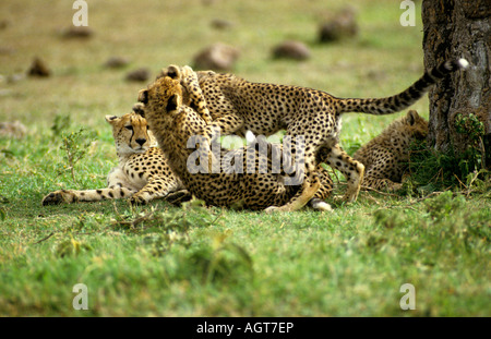 junge Welpen spielen Gepard Geparden Afrika Tier Wildkatzen Wildkatze ...