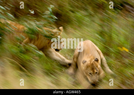 Kampf gegen Löwen Stockfoto, Bild: 43433755 - Alamy