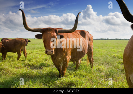 Kanton, Texas Longhorn, Rinder, Kuh, Landwirtschaft, Tier, USA ...