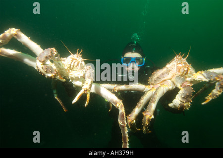 Riesigen Königskrabben in Kirkiness Norwegen Stockfoto, Bild: 14343459 ...