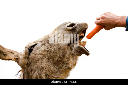 Esel und Karotte Stockfotografie - Alamy