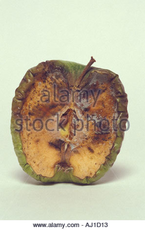 Geschnittenen Apfel, innen verfault Stockfoto, Bild: 48670999 - Alamy