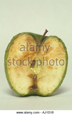 Geschnittenen Apfel, innen verfault Stockfoto, Bild: 48670999 - Alamy
