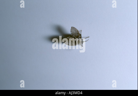 Drain fliegen (Psychoda Alternata) aka Toilette fliegen oder Motten ...