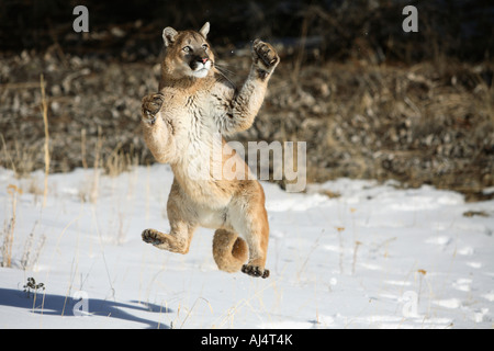 PUMA (Felis Concolor) springen, im Winter, Montana, USA Stockfoto, Bild ...