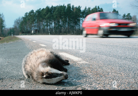 Schweden Dachs totes Tier Tiere Roadkill überfahren am Straßenrand ...