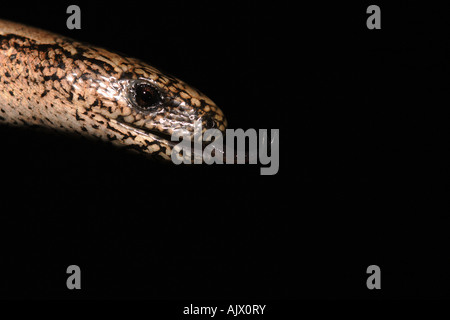 Der Biss einer Blindschleiche (geschiedenen Fragilis). Morsure d'Orvet ...