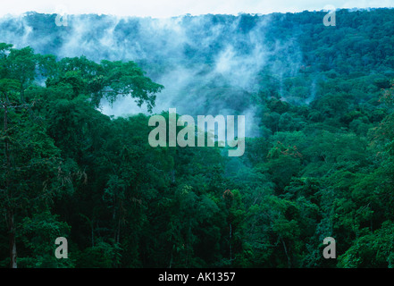 Tropischer Regenwald Western Congo Basin feuchten Wald. Gabun ...