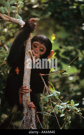 Junge Schimpansen (Pan Troglodytes), Klettern am Baum, Mahale Mountains ...