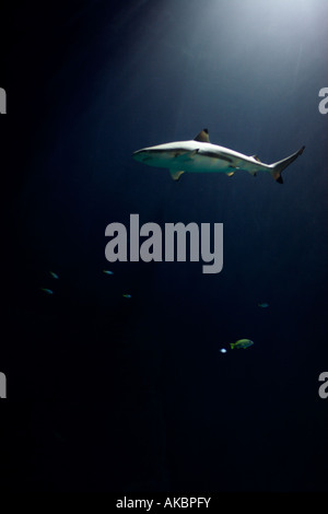 Graue Riffhaie, Carcharhinus Amblyrhynchus, Schwimmen im blauen, Profil ...