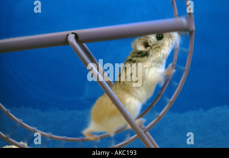 Teddy Hamster im Rad laufen Stockfoto, Bild: 5302321 - Alamy