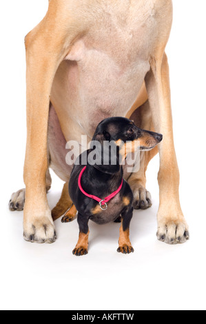 Deutsche Dogge und Dackel Porträt Stockfotografie - Alamy