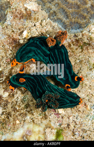 Paarung, Nacktschnecken oder Nacktschnecken, Nembrotha Lineolata ...