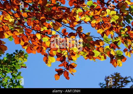 Buche, Rot-Buche, Rotbuche, Fagus Sylvatica, Blätter, Blatt ...