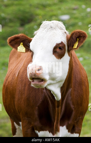 Kuh Kuehe Braun Weiss Portrait on Kopf Nase Schnauze Augen Ohren Chip ...