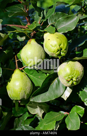 Echte Quitte, Frucht, Früchte, Cydonia oblonga, Quitte, Obst ...