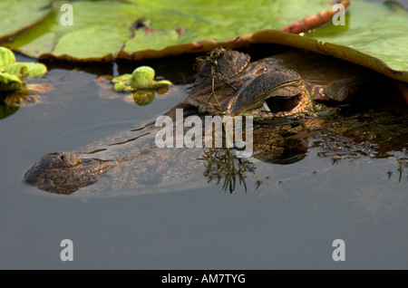 Brillentragende Caimen Caiman Crocodilus Blanco See Peru ...