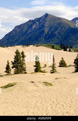 Carcross Desert kleinste Wüste Welt Yukon Territory YT Kanada South ...