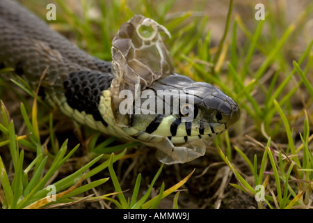 Ringelnatter, beringt Schlange (Natrix Natrix Stockfoto, Bild: 25924078 ...
