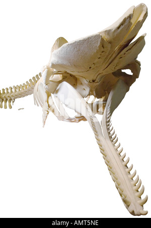 Skelett von einem Pottwal (Physeter macrocephalus) am Strand von Jandia ...