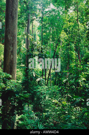 Tropischen Tieflandregenwald Stelzwurzeln Vegetation im Bako ...
