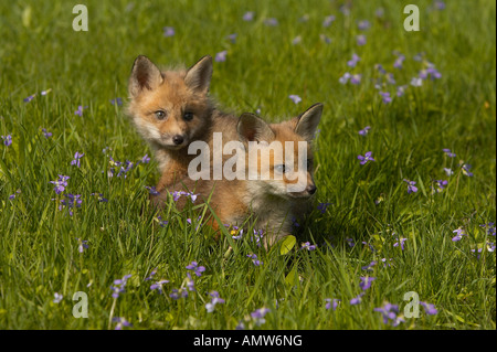 Paar von Rotfuchs Babys in Floyd County, Indiana Stockfoto, Bild ...
