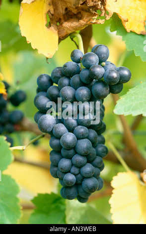 Trauben der Sorte Cabernet Sauvignon am Rebstock Stockfotografie - Alamy