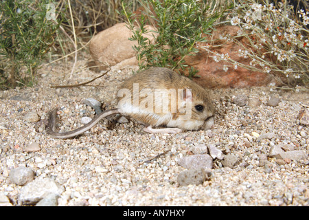 Merriam Kängururatte (Dipodomys Merriami) in der Nähe von Burrow ...