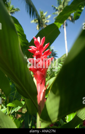 Ingwer Blume Pflanze Gingerflower rote SAMOA UPOLU NE Nord-Ost Nordost ...