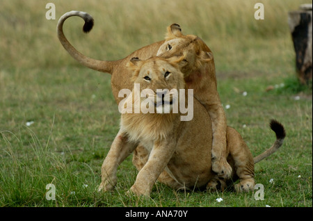 Kampf gegen Löwen Stockfoto, Bild: 43433755 - Alamy