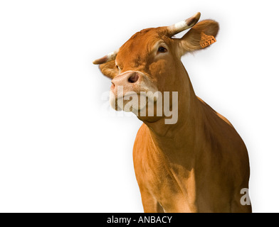 Ein Ausschnitt einer Limousin-Kuh (Bos Taurus Domesticus) auf schwarzem ...