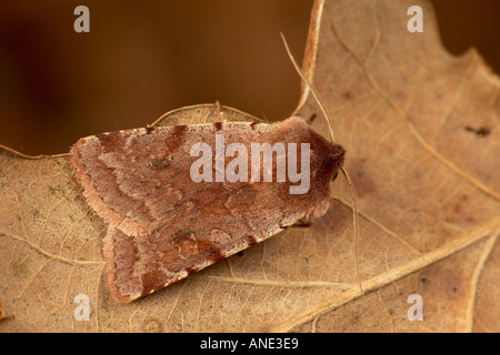 Rote Kastanie Motte (Cerastis Rubricosa). Britische Insekt in der ...