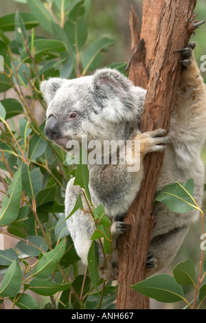 Nahaufnahme der Krallen eines Koala (Phascolarctos cinereus ...