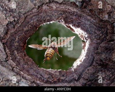 FRELON Vespa Carbo HORNET Tier INSECTE Insekt FRELON Vespa Carbo HORNET ...