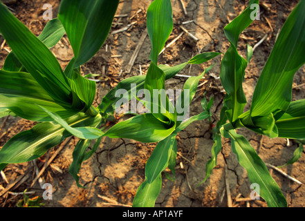 Junge Quaste und Blatt von Maisernte, Bepflanzung im Garten. Botanische ...