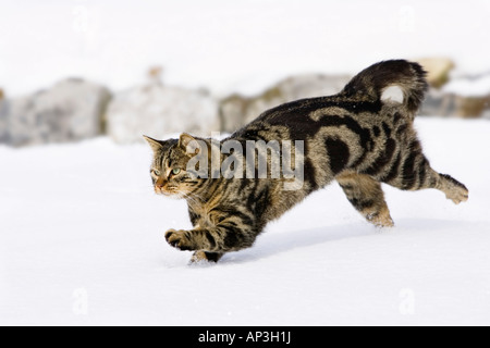 Katze läuft im Schnee, Hauskatze, Männlich, Deutschland Stockfoto, Bild ...