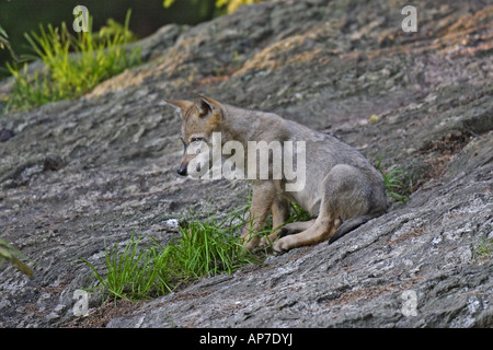 Junger Wolf, Kind, Baby, Canis Lupus, Wölfe, Weiblich, Mutter, mutter ...