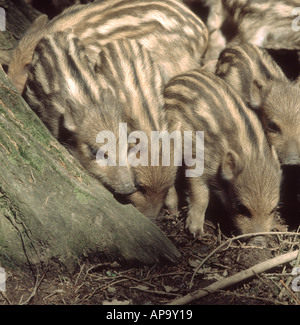 Wildschwein Familie mit gestreiften Ferkel im Wald Stockfoto, Bild ...