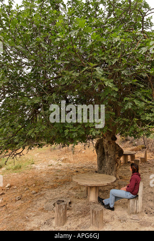 Feigenbaum Ficus Carica in Val D'Orcia, Toskana, Italien ...