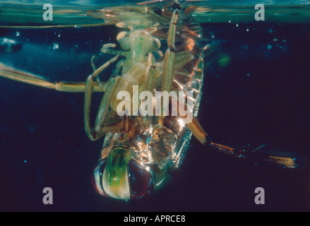 Backswimmer, Notonecta Viridis. Essen eine Beute Stockfotografie - Alamy