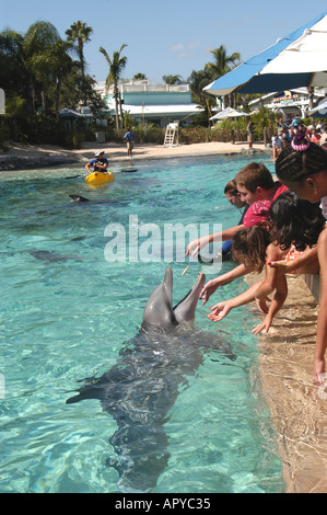 Delphin Fütterung im Seaworld Orlando Florida Stockfotografie - Alamy