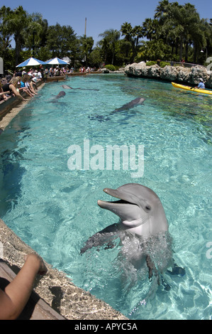 Delphin Fütterung im Seaworld Orlando Florida Stockfotografie - Alamy