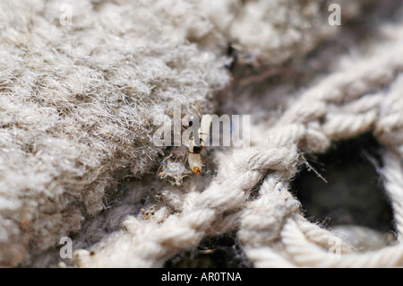 Kleider Motten Larven, Tineola Bisselliella, mit seidenen Fällen an der ...