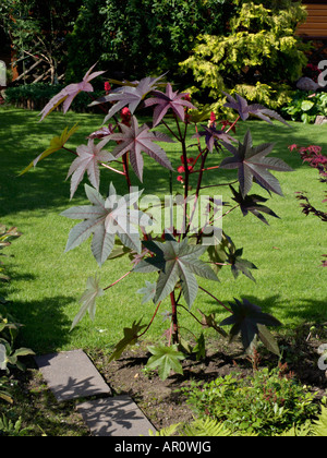 Wunderbaumes mit Obst - giftige Pflanze - Heilpflanze (Ricinus Communis ...