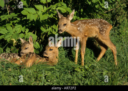 Rehkitz Zeile Reh Rehkitz Capreolus capreolus Stockfotografie - Alamy