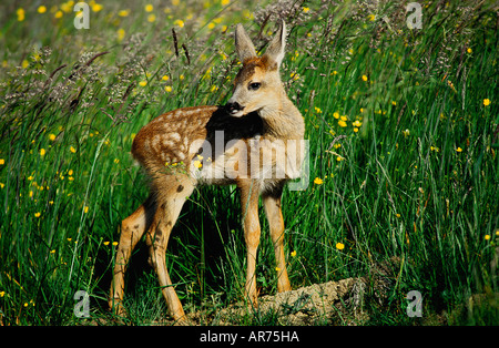 Rehkitz Reh Europa Stockfotografie - Alamy