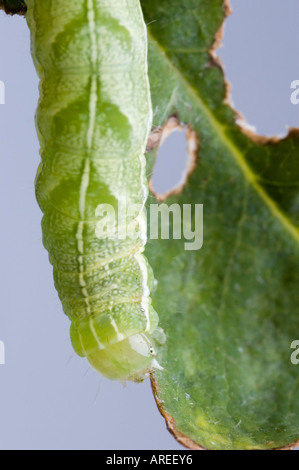Winkel-Farbtöne (Phlogophora Meticulosa): eine schöne Motte, die ...